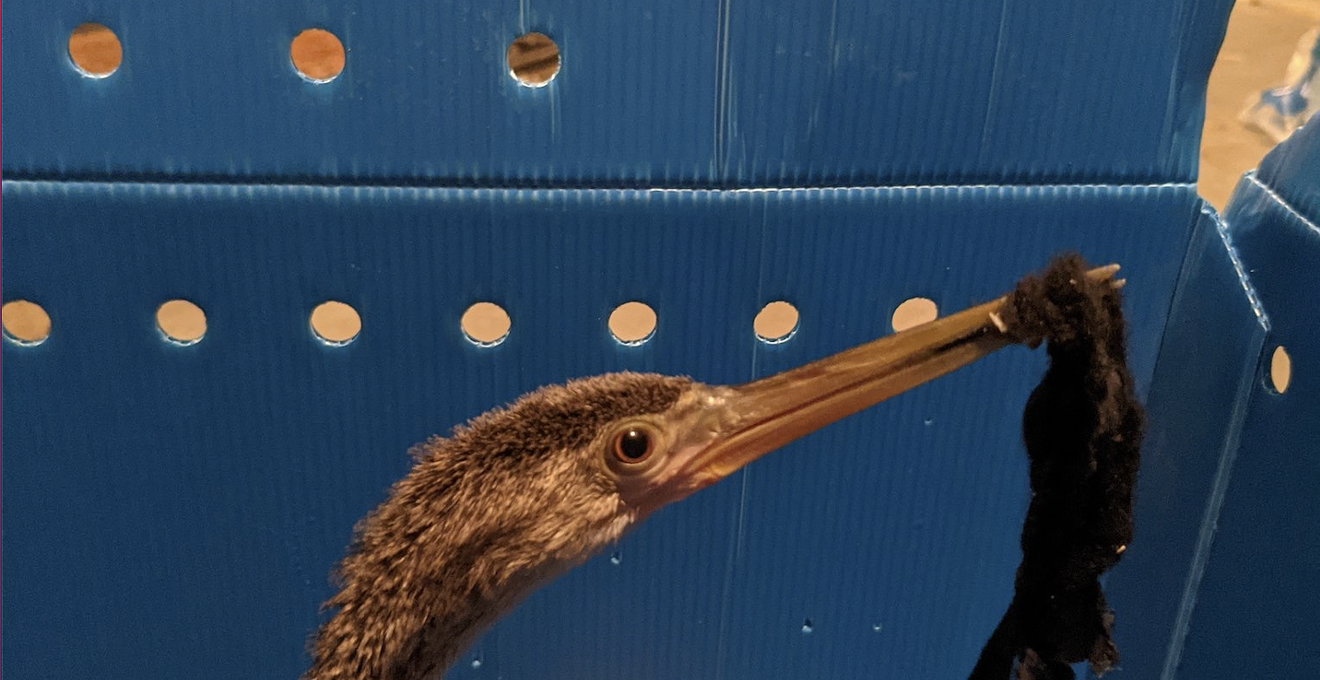 Facemask Nearly Killed an Anhinga in Doral | Miami New Times