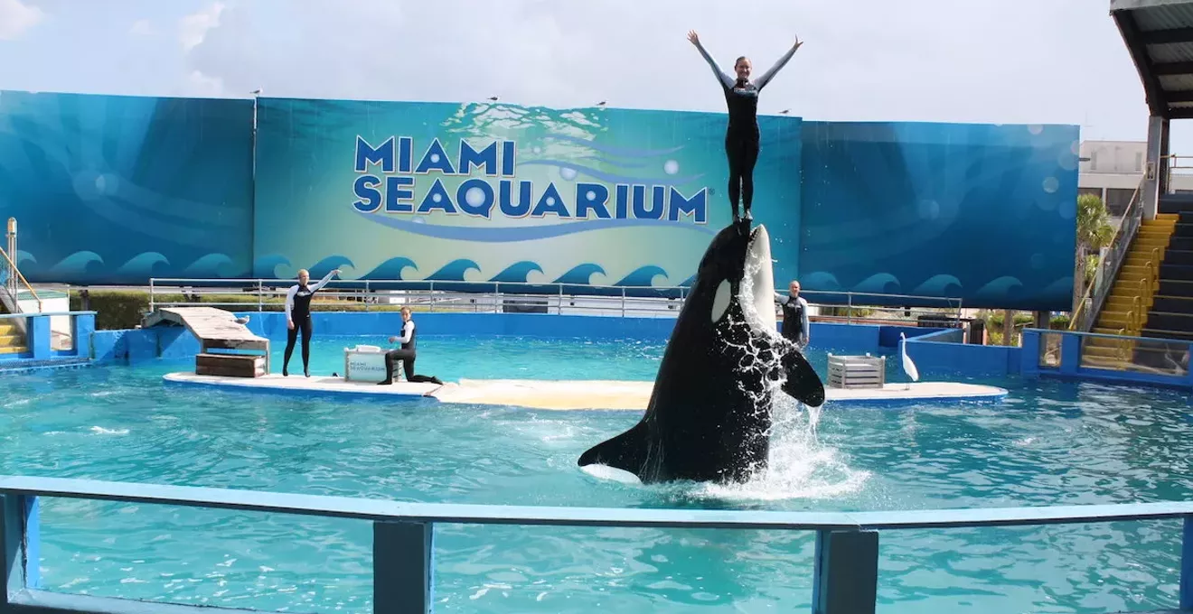 Lolita the Orca Died After Medical Procedure at Miami Seaquarium ...