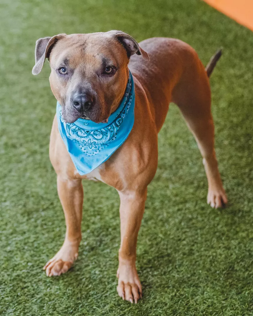 Miami-Dade Animal Shelters Waive Pet Adoption Fees for Holidays | Miami ...