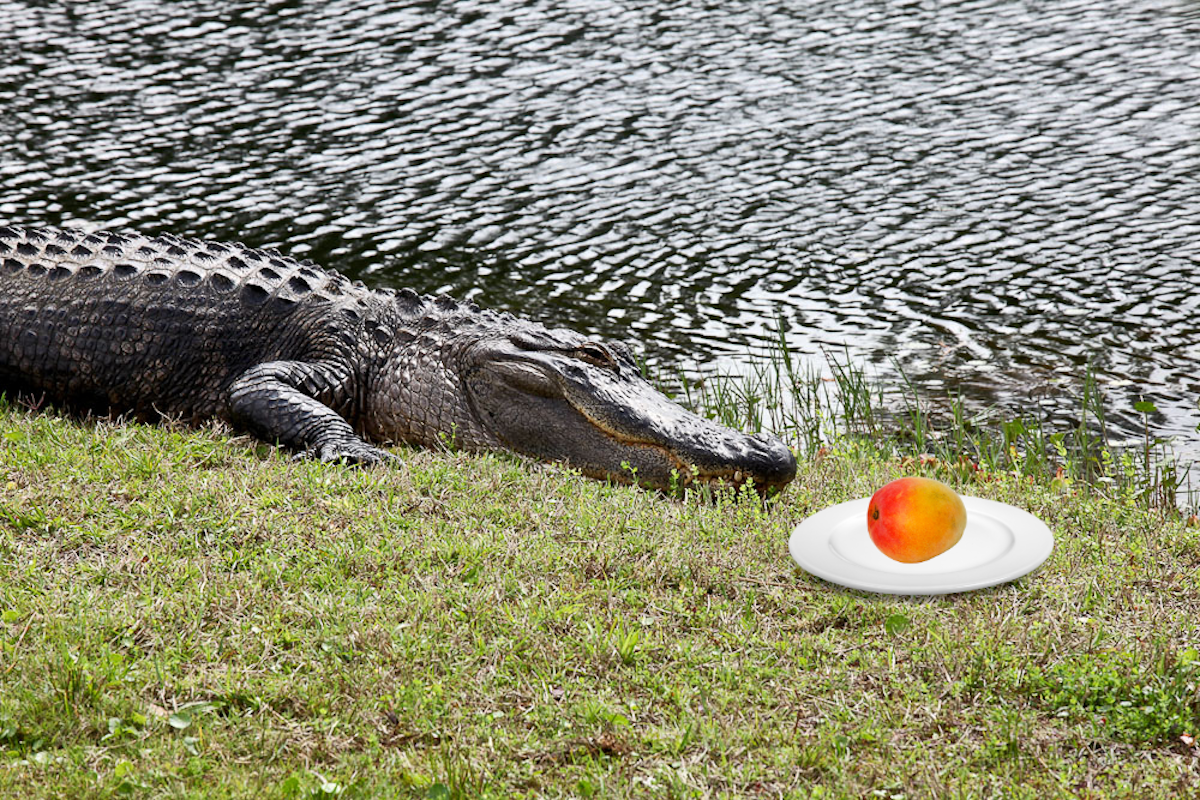 Alligator Eating Grass