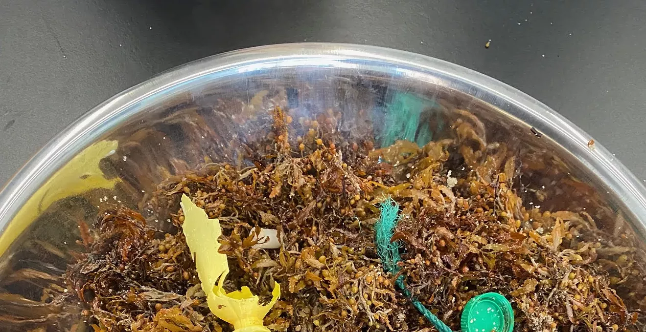 Seaweed Blob Contaminated With Seaborne Plastic Pollutants, Researchers ...
