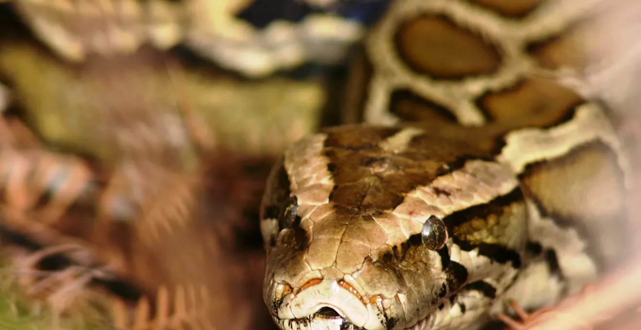 Video: Miami Family Finds Gigantic Python in Backyard | Miami New Times